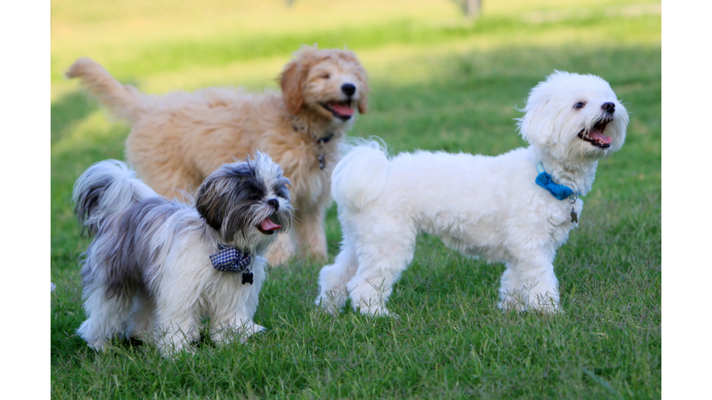 Reducing Stress in Dogs - Best Pets Beds
